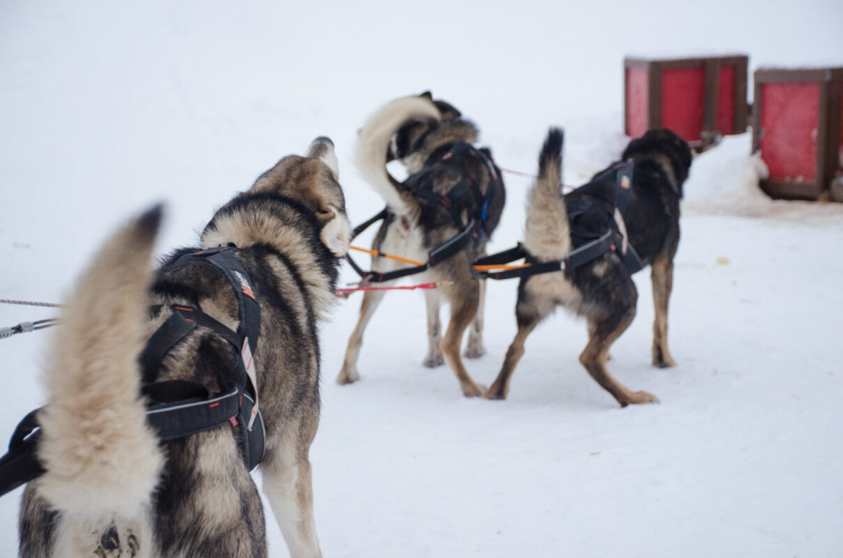 Non-stop Dogwear Nansen Stick Harness - Qimmiq.dk