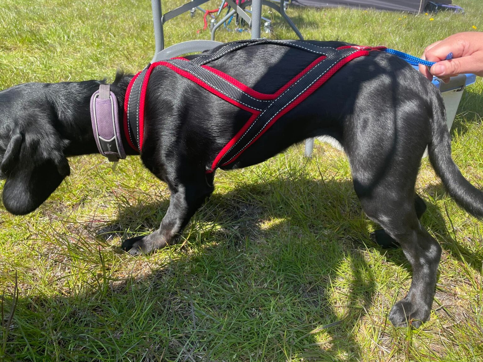 Sledwork Xback Active Mini - Qimmiq.dk