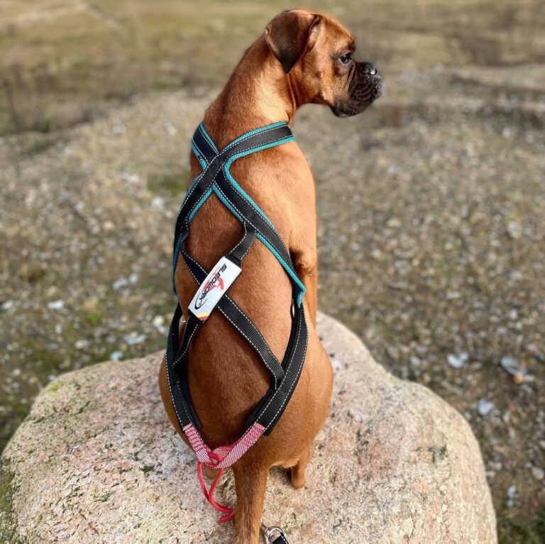 Sledwork Xback Active G3 - Qimmiq.dk