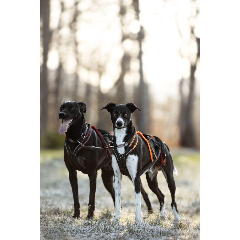 Sledwork Xback Active G3 - Qimmiq.dk