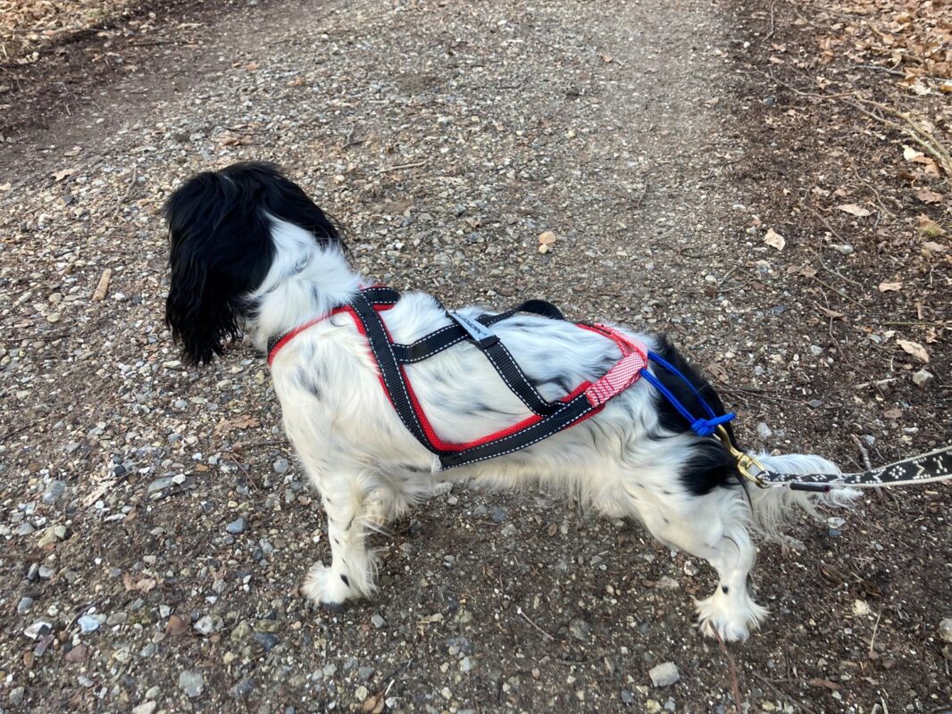 Sledwork Xback Active Mini - Qimmiq.dk