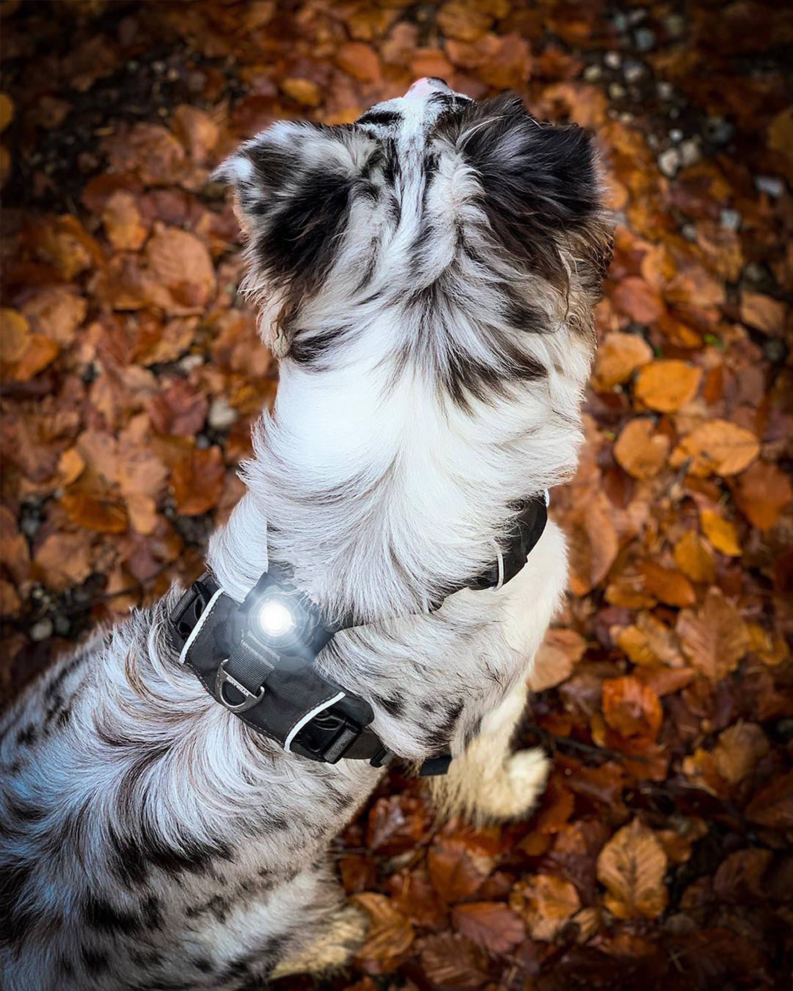 Orbiloc Dog Dual - Dark - Qimmiq.dk