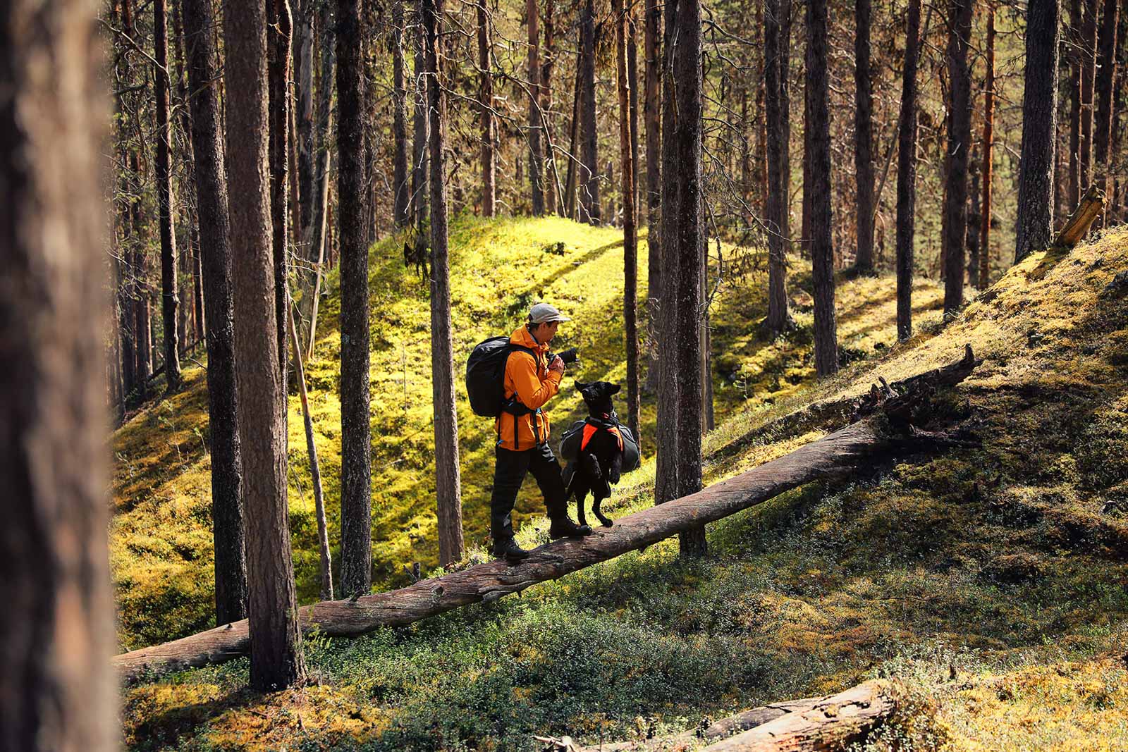 Vandre med hund: Sådan kommer du i gang - GUIDE - Qimmiq.dk